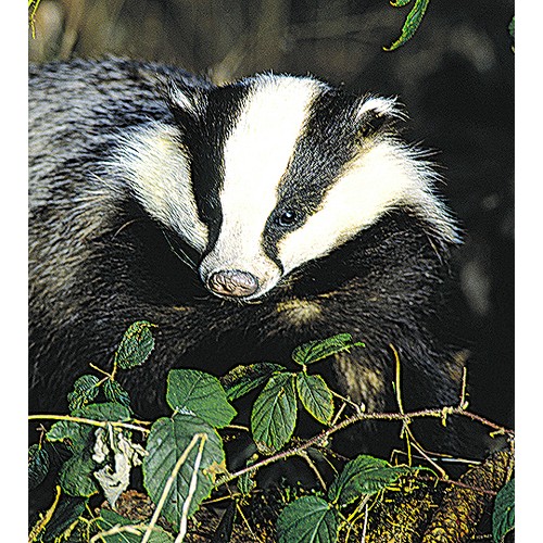 Badger (Das) 30ml. Animal Essences - Star Remedies Shop | NL