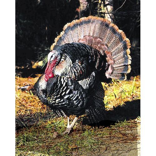 Wild Turkey (Kalkoen) 30ml. Animal Essences - Star Remedies Shop | NL